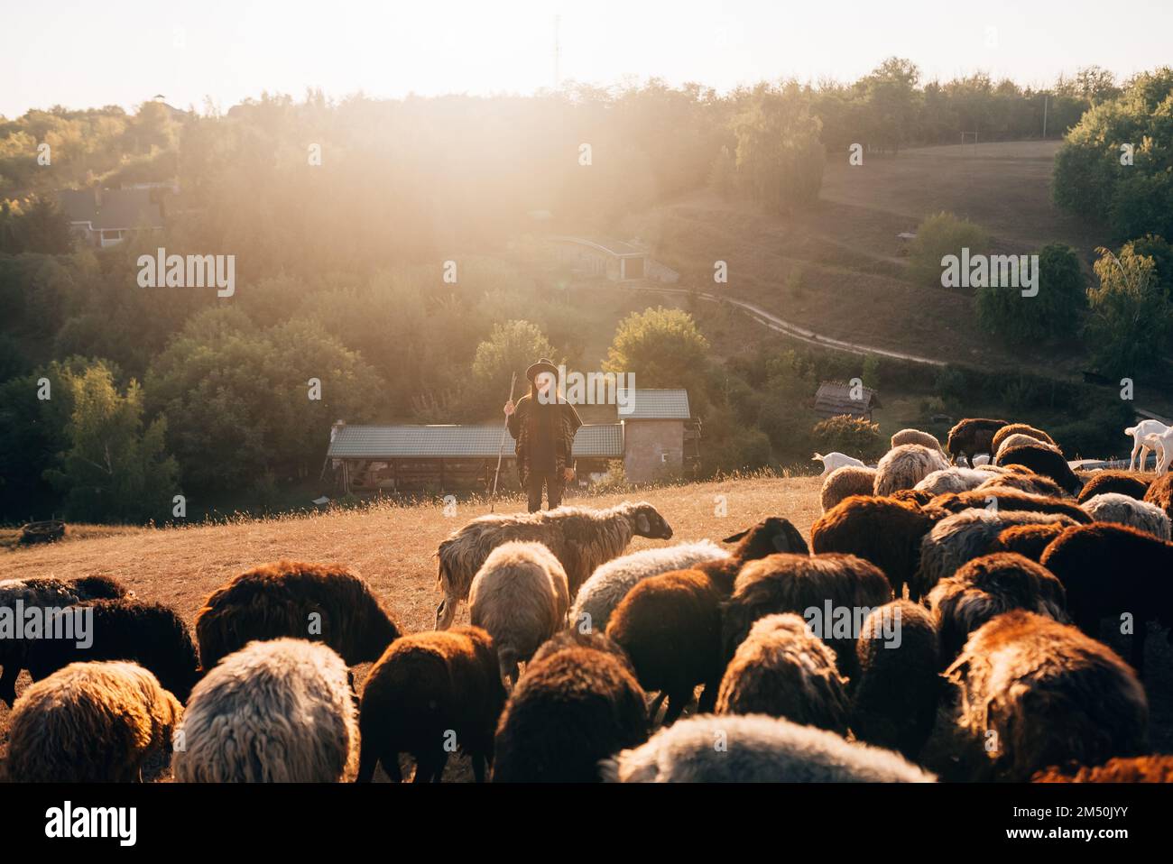 Female shepherd and flock of sheep at a lawn Stock Photo - Alamy
