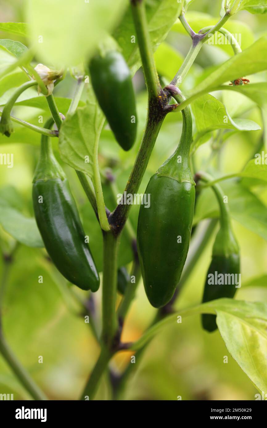 Nightshade genus hi-res stock photography and images - Alamy