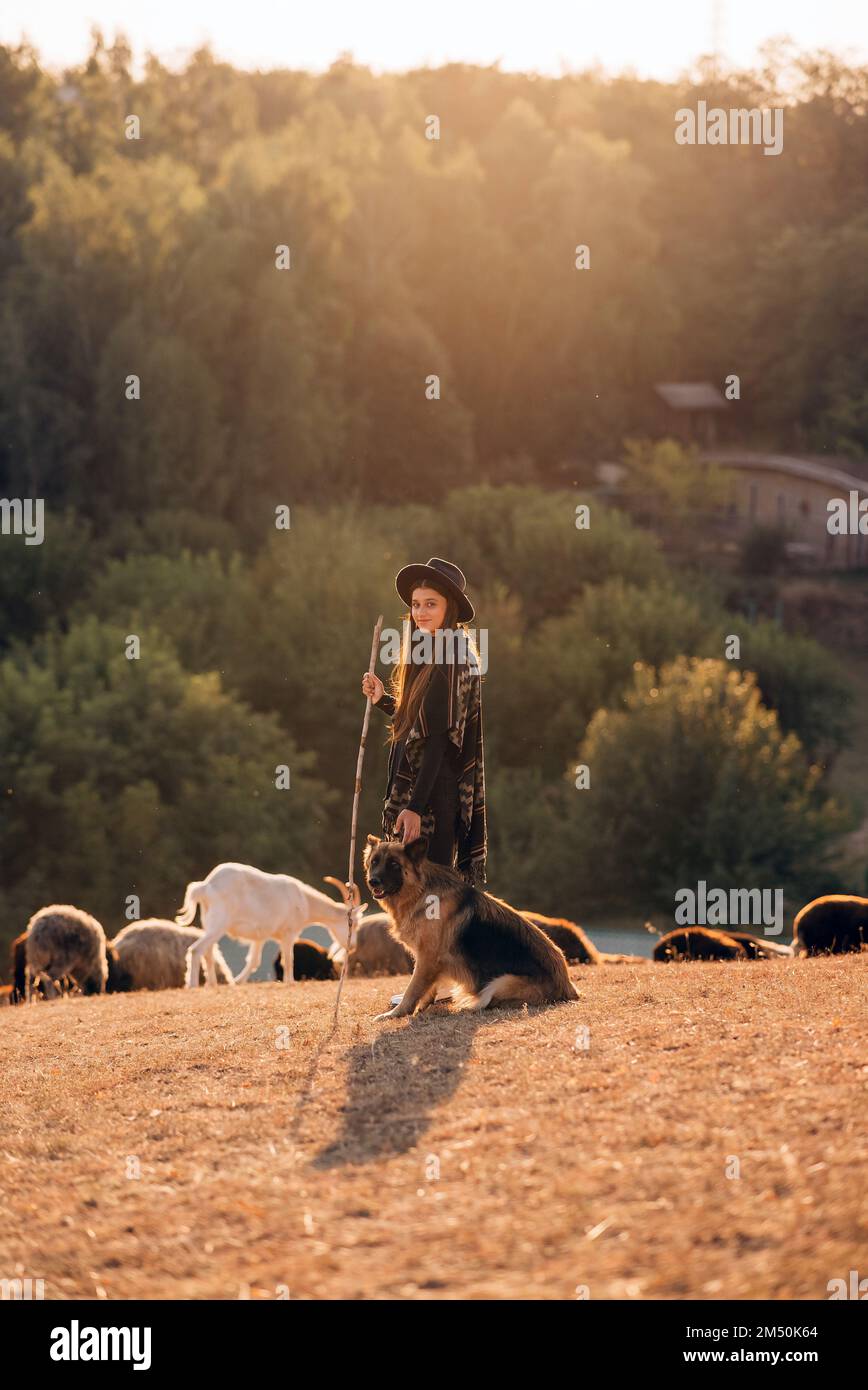 Female shepherd with a dog grazes a flock on the lawn Stock Photo - Alamy