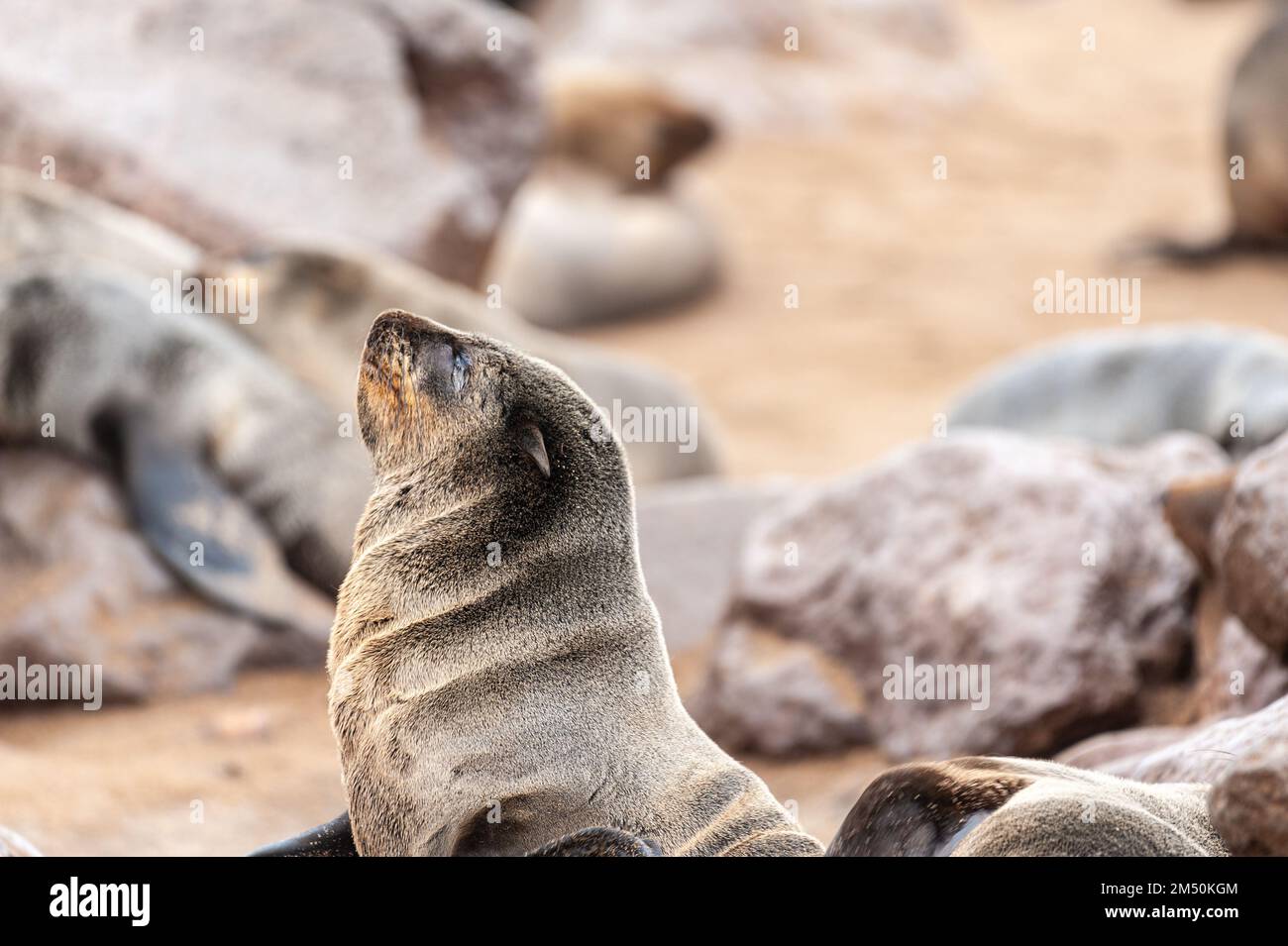 Closeup of a seal resting on a beach in Namibia Stock Photo - Alamy