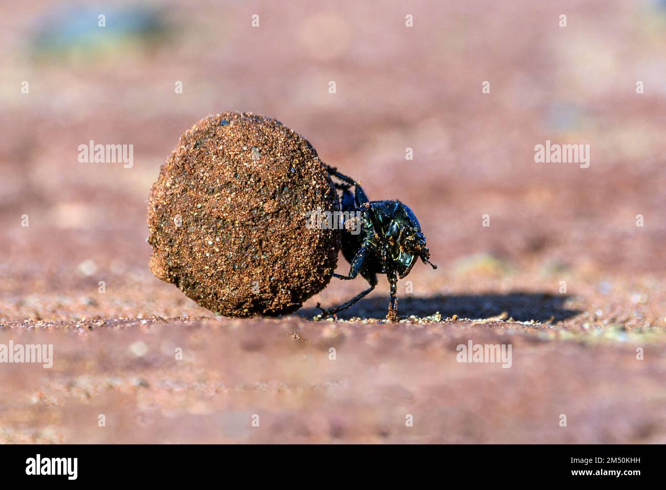 Dung beetles rolling a large dung ball in Zimanga Private Reserve ...