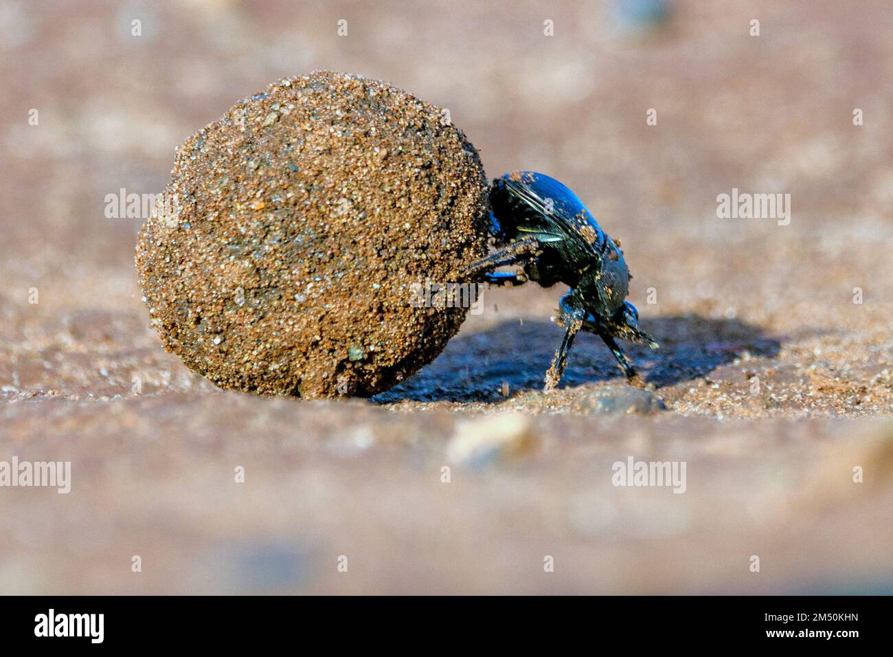 Dung beetles rolling a large dung ball in Zimanga Private Reserve ...