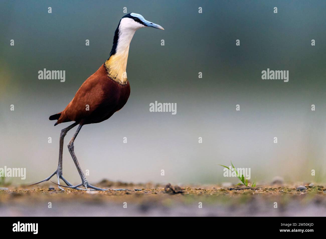 African Jacana (Actophilornis africanus) from Zimanga, South Africa ...