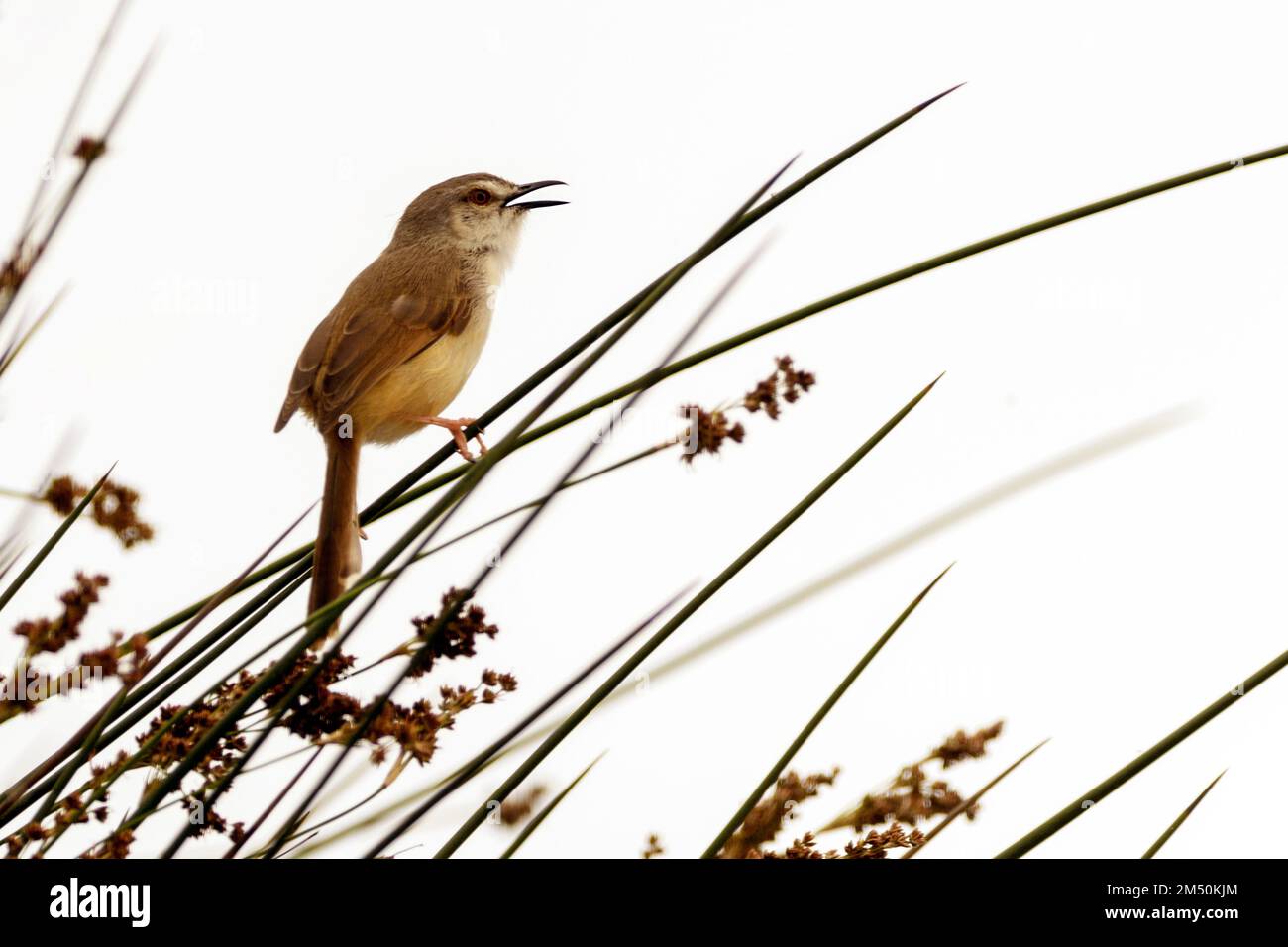 Tawny-flanked prinia (Prinia subflava) from Zimanga, South Africa Stock ...