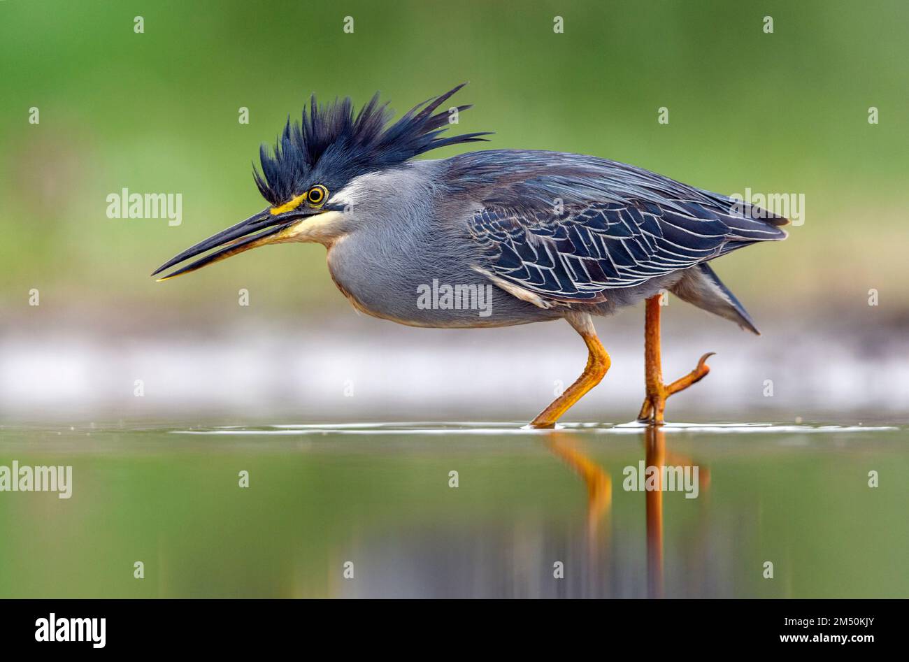Striated heron (Butorides striata) from Zimanga, South Africa Stock ...