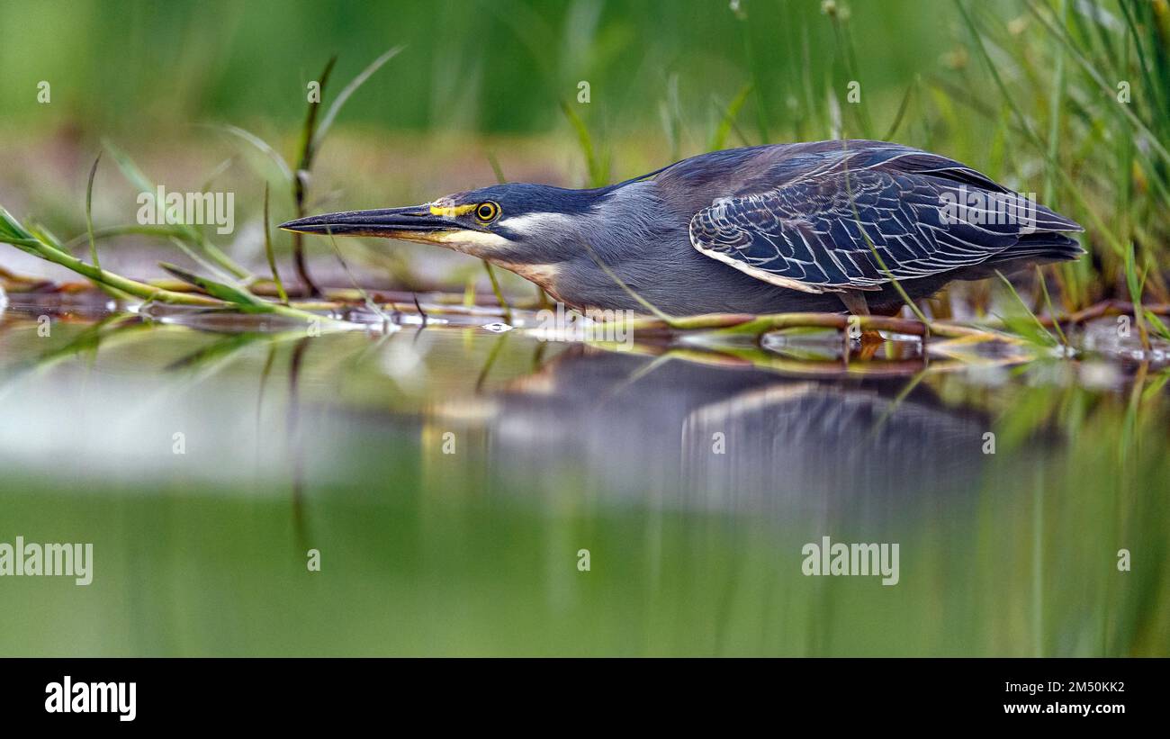 Striated heron (Butorides striata) from Zimanga, South Africa Stock ...