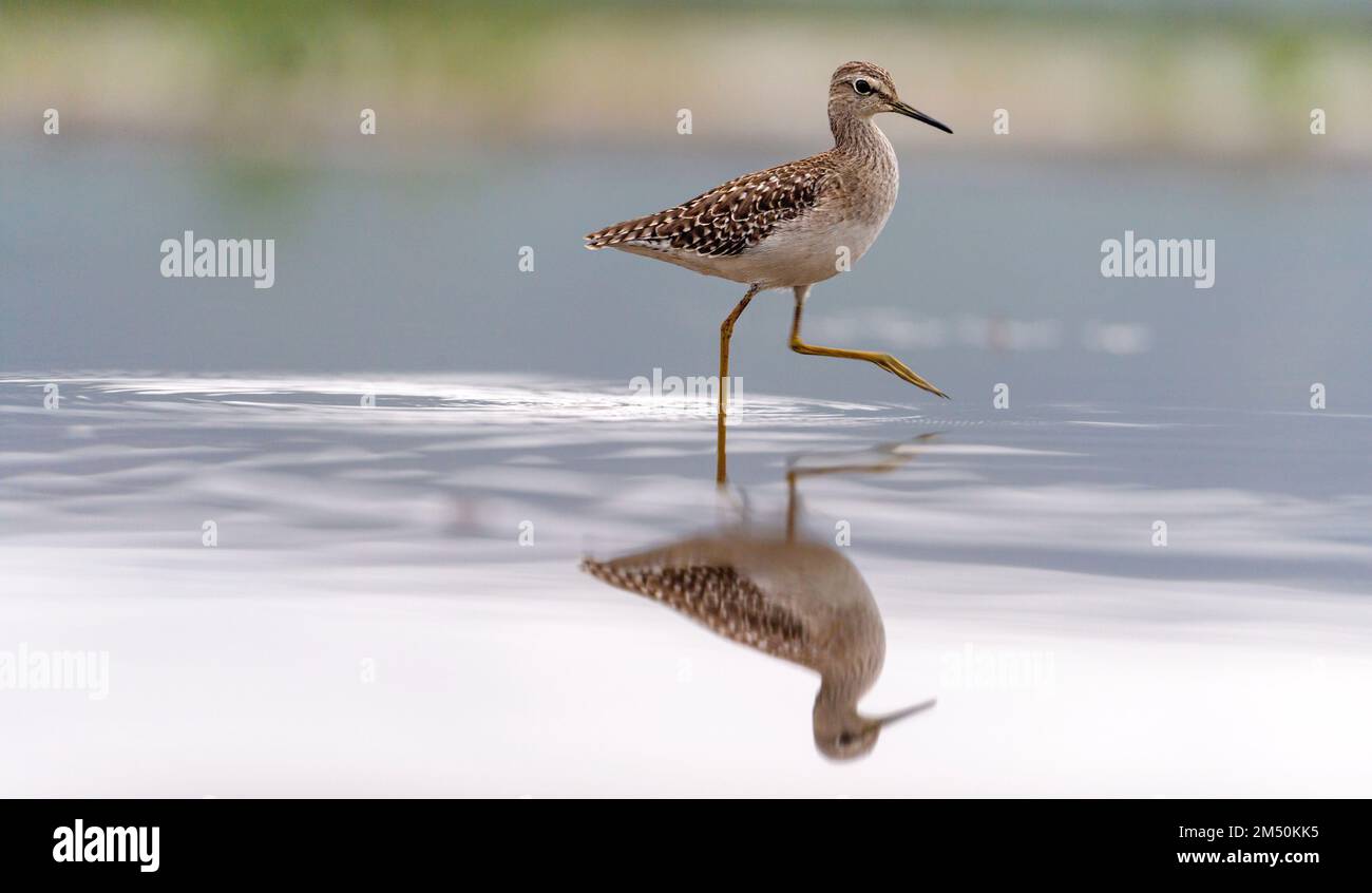 Wood sandpiper (Tringa glareola) from Zimanga, South Africa Stock Photo ...