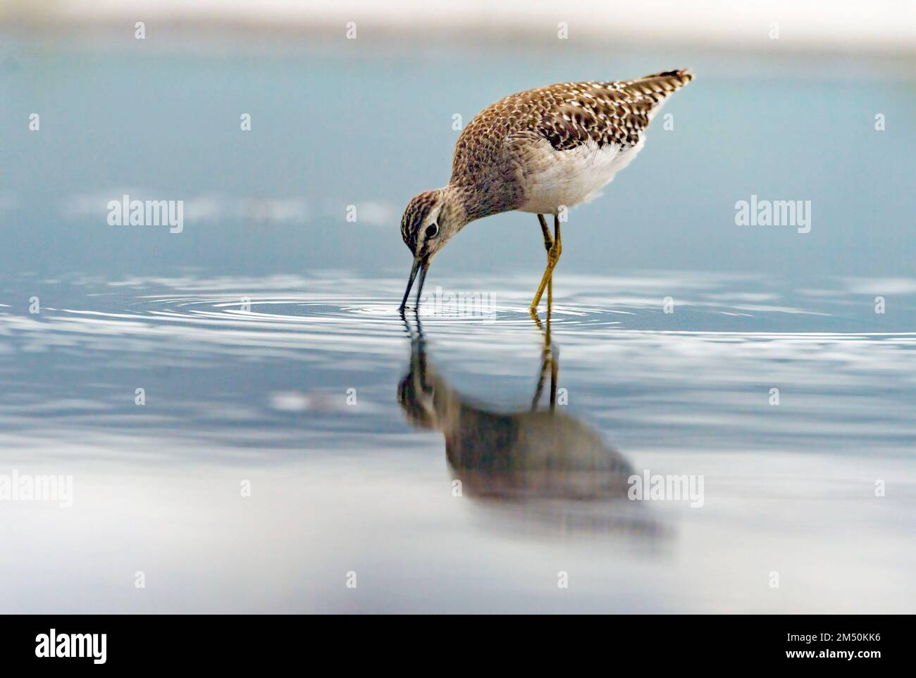 Wood sandpiper (Tringa glareola) feeding. Photo from Zimanga, South ...