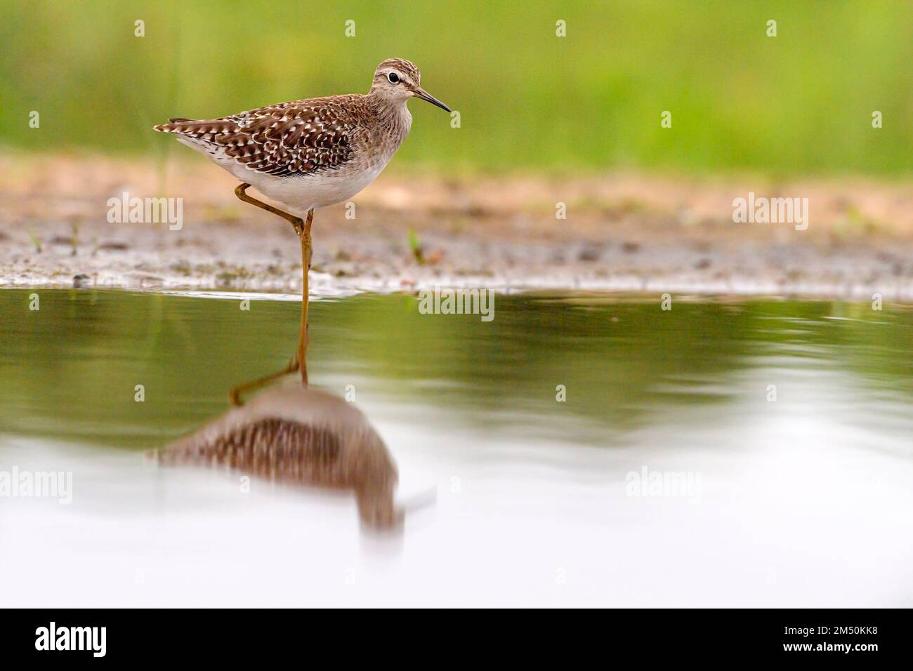 Wood sandpiper (Tringa glareola) from Zimanga, South Africa Stock Photo ...