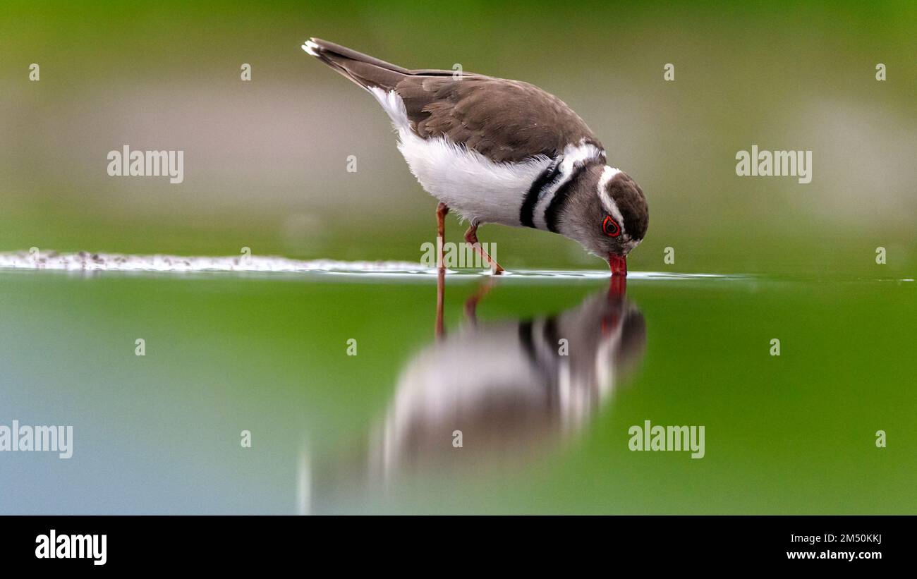 The three-banded Plover (Charadrius tricolaris) from Zimanga, South ...