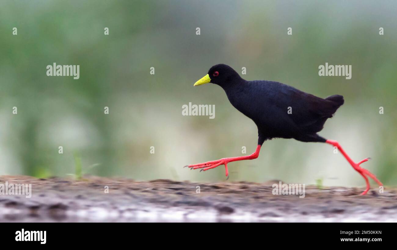 Black crake (Amaurornis flavirostra) fro0m Zimanga, South Africa Stock ...