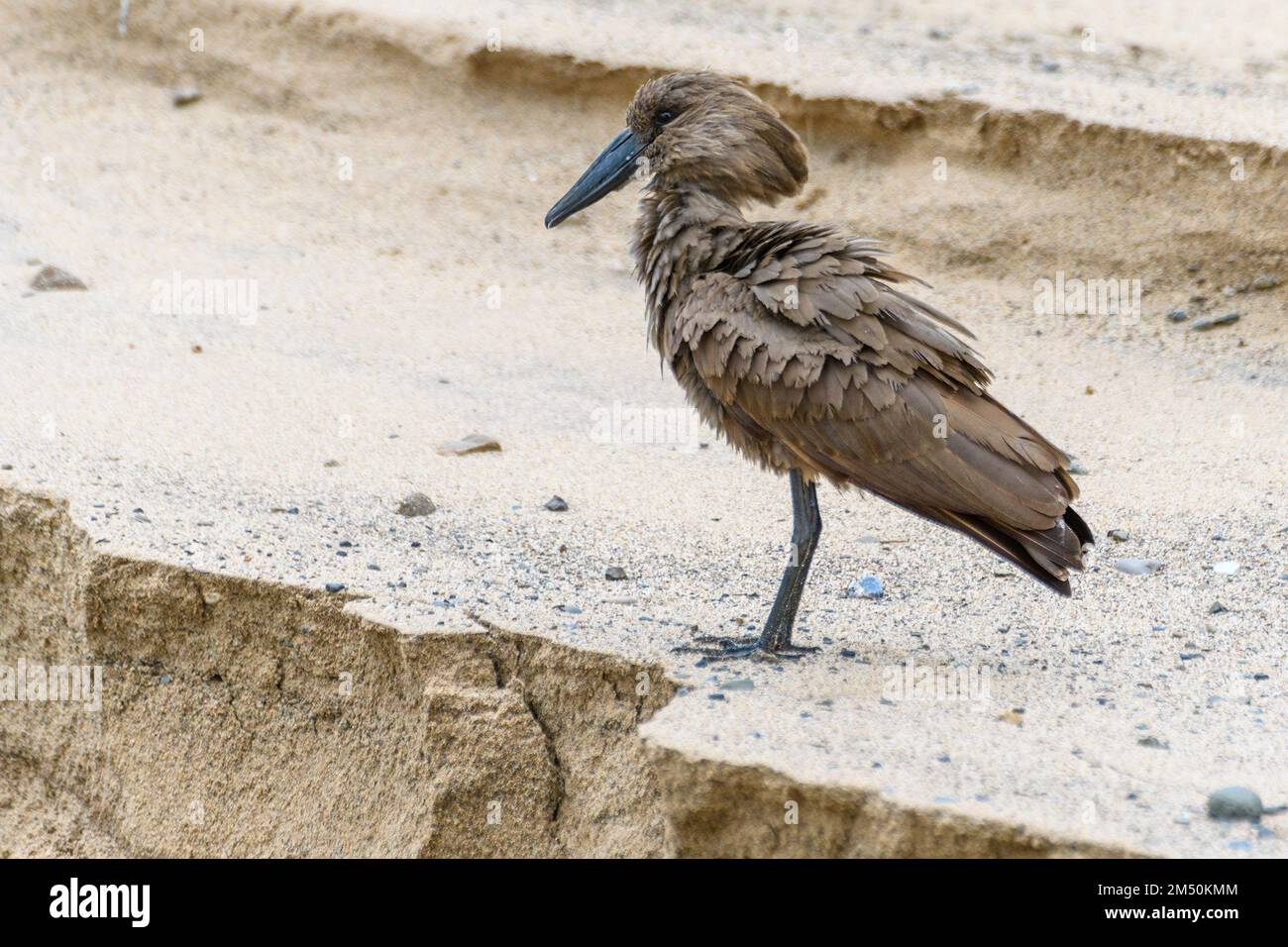Hammerkop (Scopus umbretta) from Zimanga, South Africa Stock Photo - Alamy