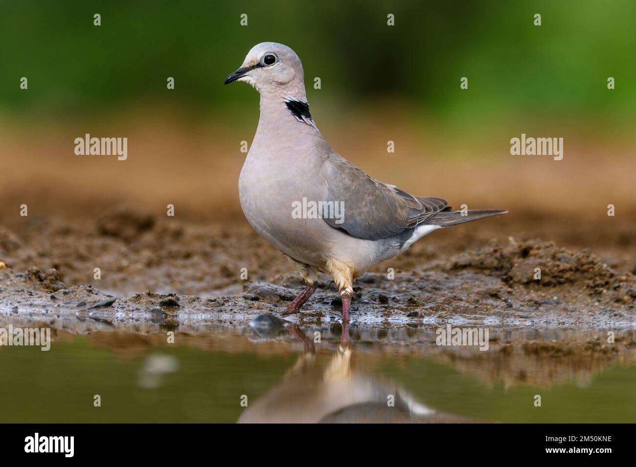 Ring-necked dove (Streptopelia capicola) from Zimanga, South Africa ...