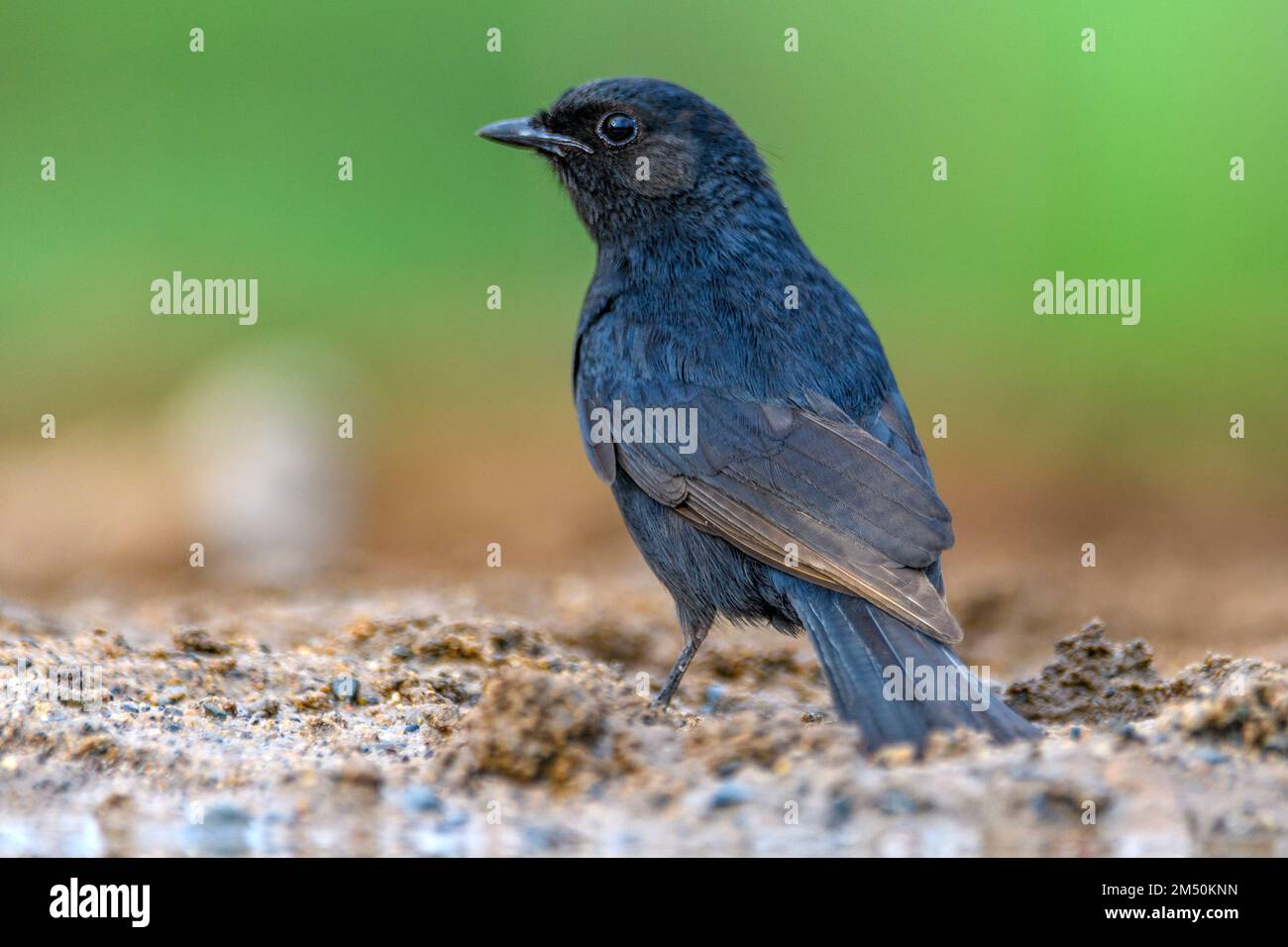 Southern black flycatcher (Melaenornis pammelaina) from Zimanga ...