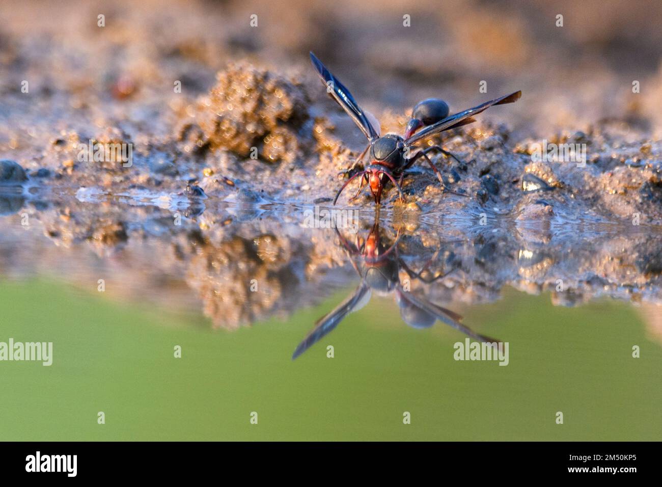 Black mud wasp (Delta emarginatum) from Zimanga, South Africa Stock ...