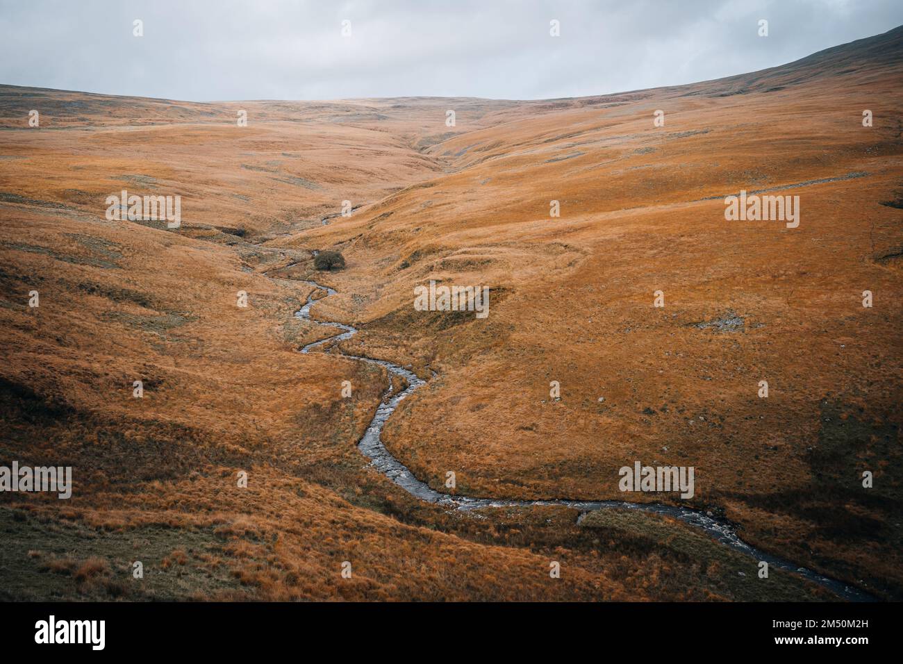 Brecon Beacons National Park. Stream with a single tree ...