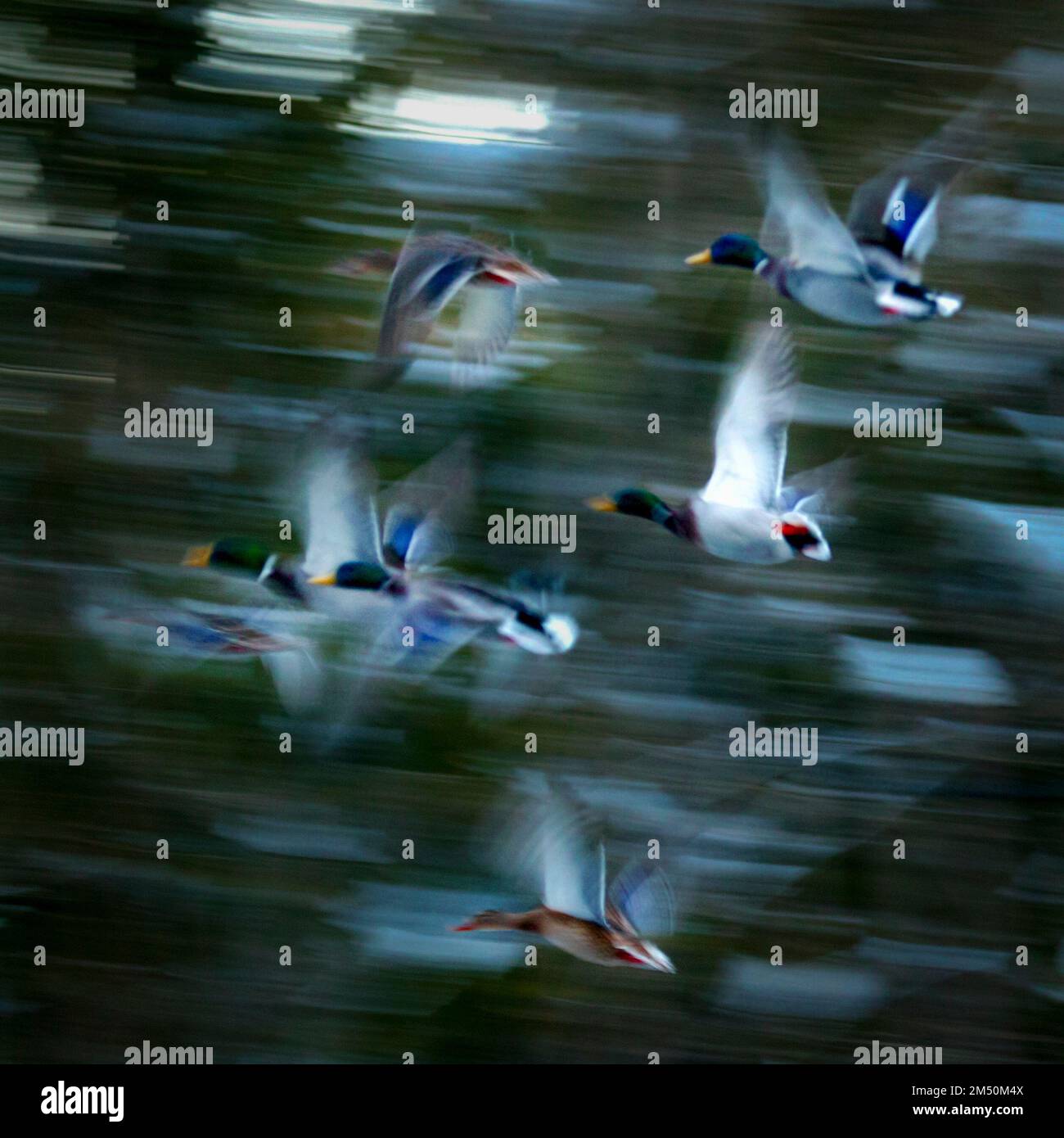 Mallards, Anas platyrhynchos, in flight over the river Hobølelva in ...