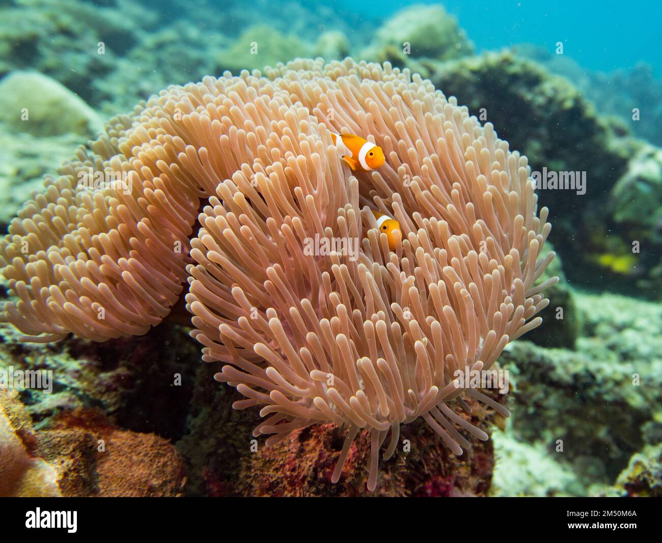 False Clown fish, Amphiprion ocellaris, in an anemone in Indonesia ...
