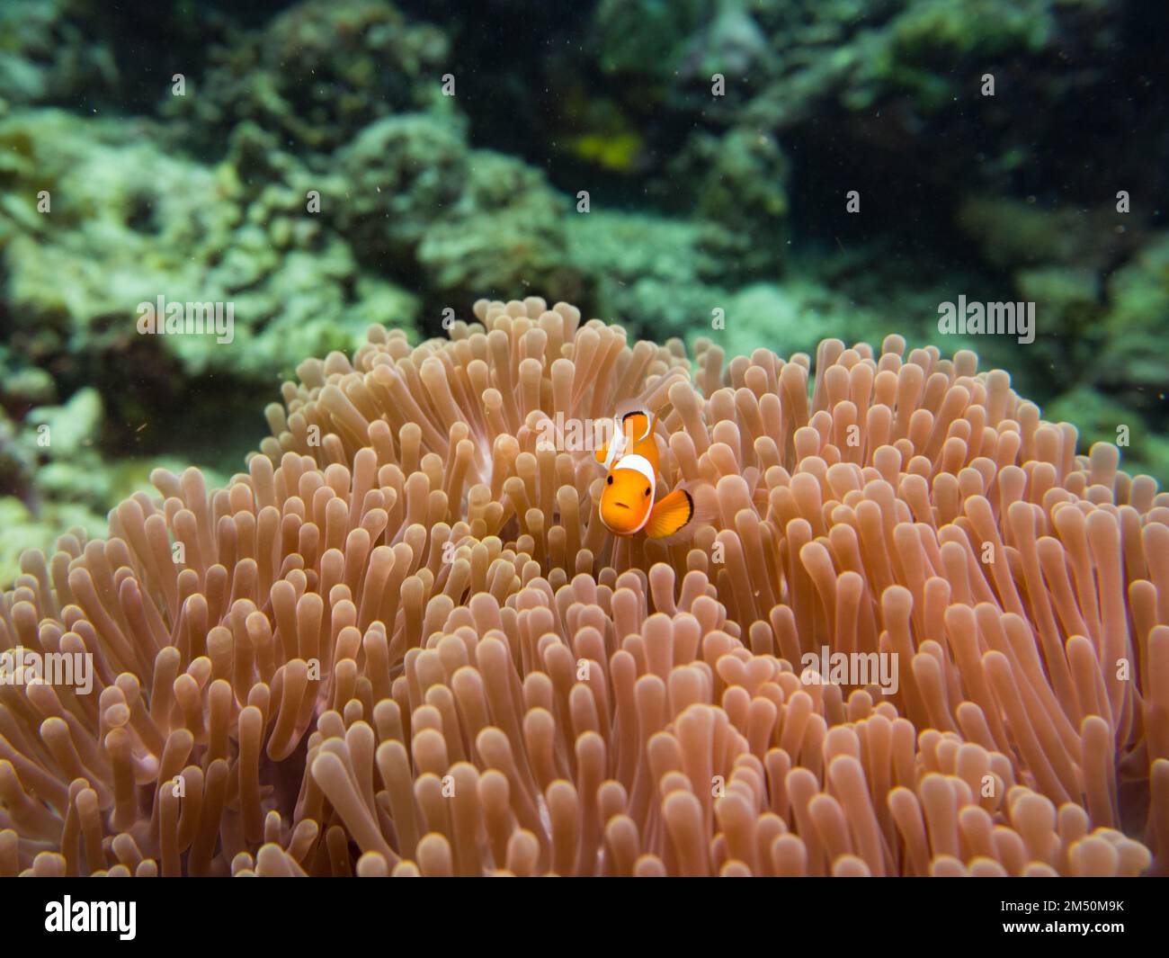 False Clown fish, Amphiprion ocellaris, in an anemone in Indonesia ...