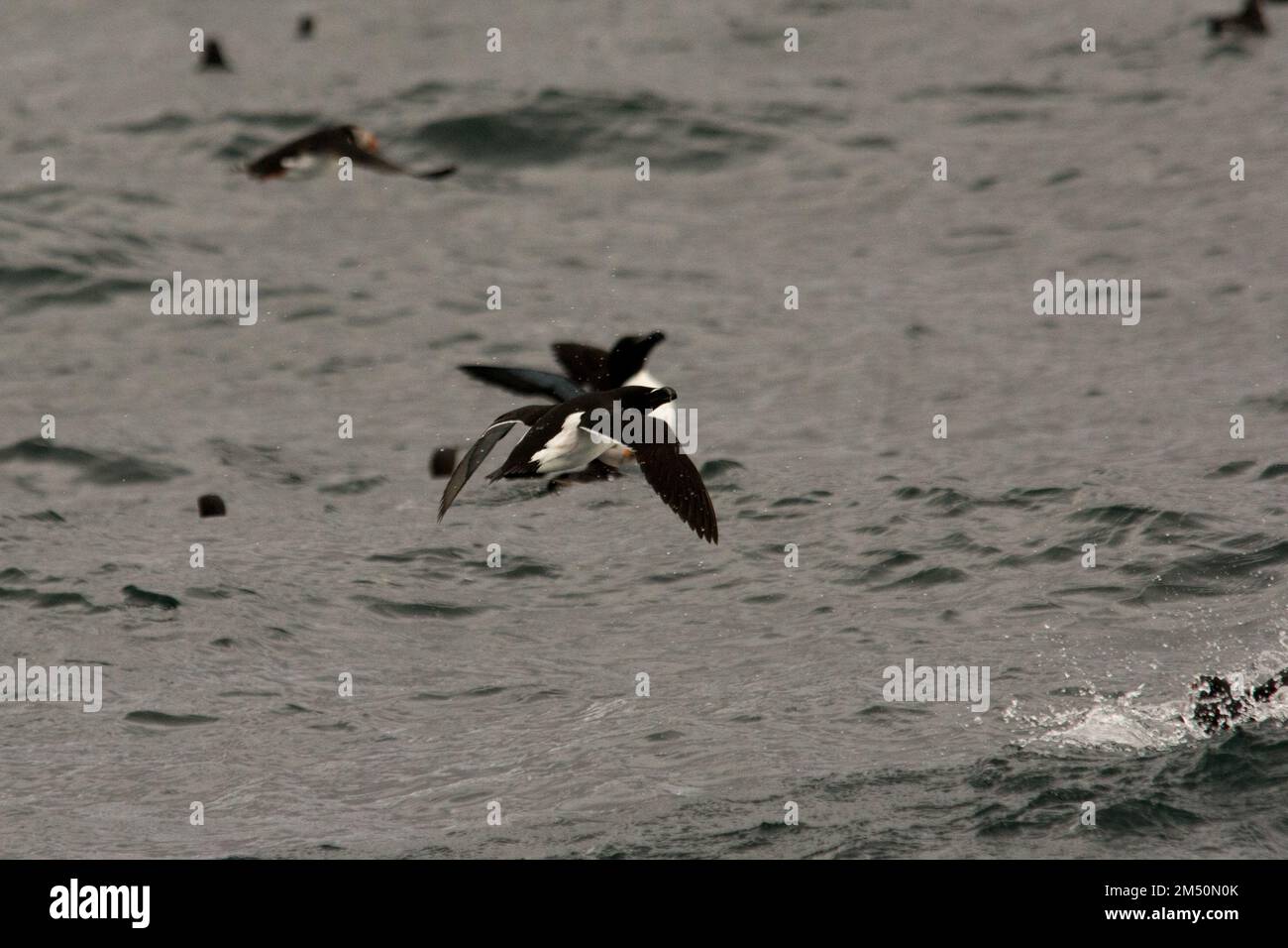 Fly flight razorbill hi-res stock photography and images - Alamy