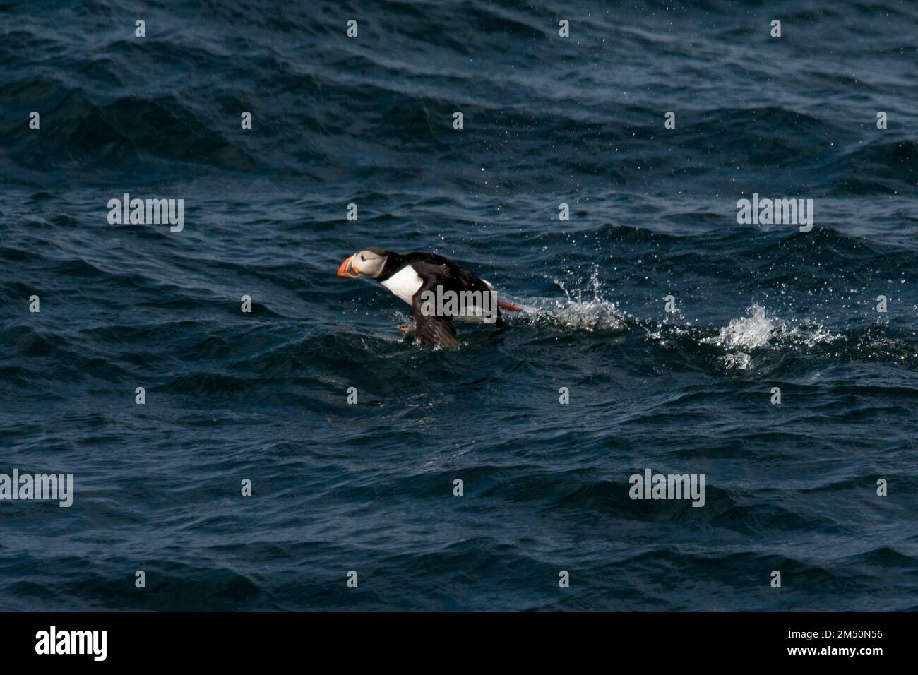 Atlantic Puffin starting from the waves of Norwegian Sea off the coast ...
