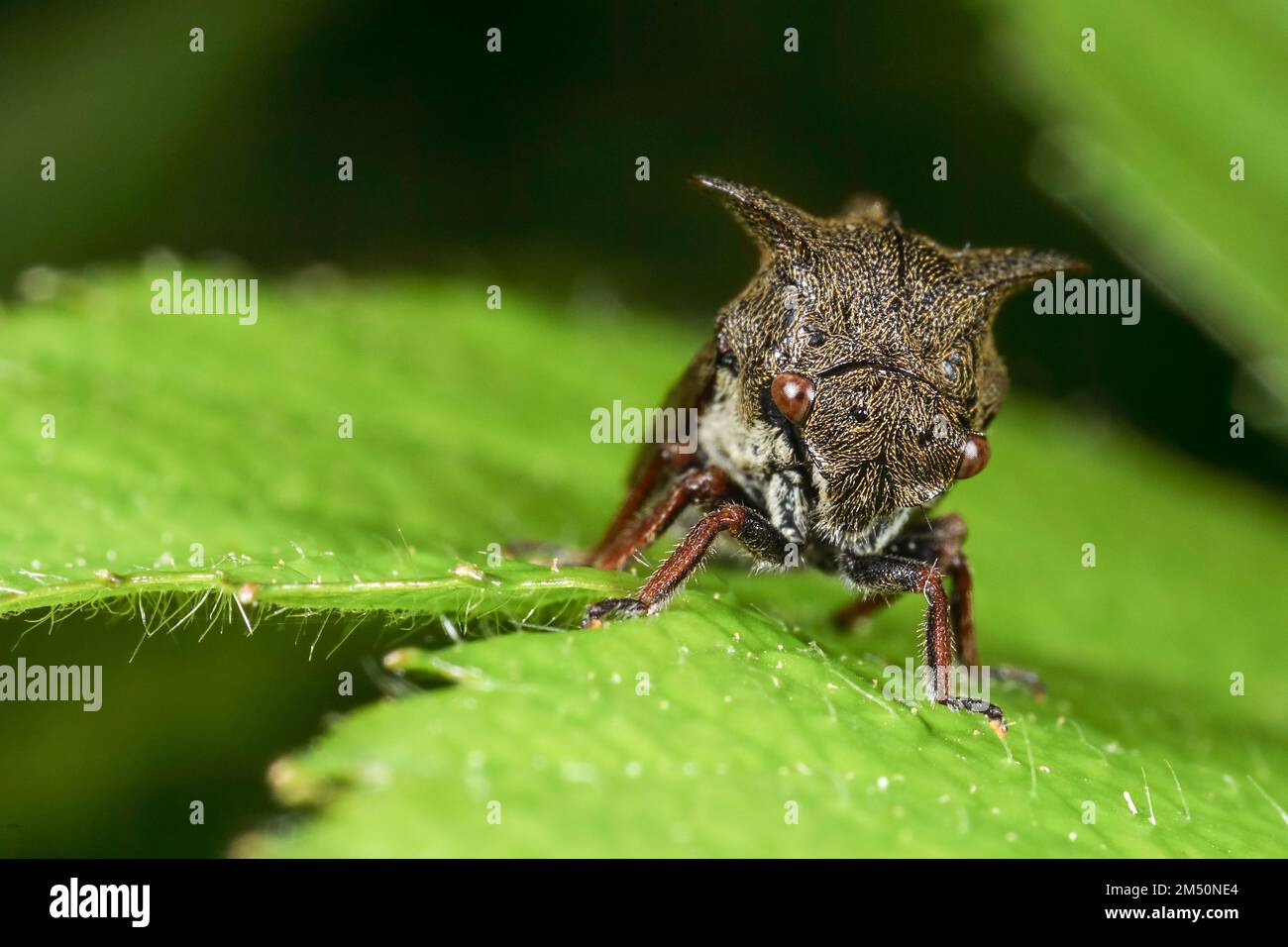 One of 2 species of UK treehopper (Membracidae) - true bugs that often ...
