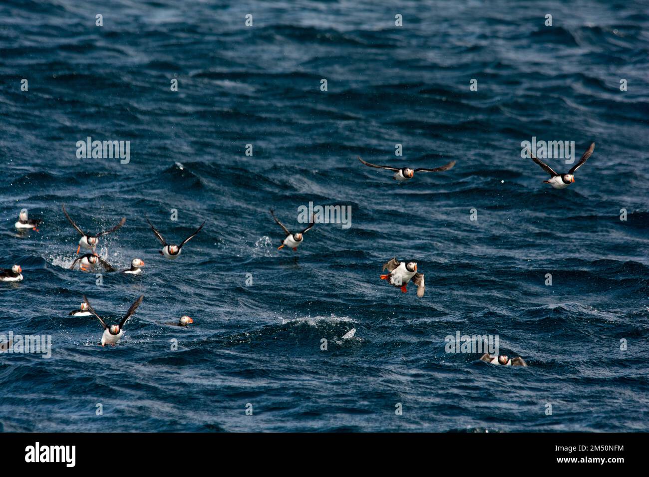 Atlantic Puffin starting from the waves of Norwegian Sea off the coast ...