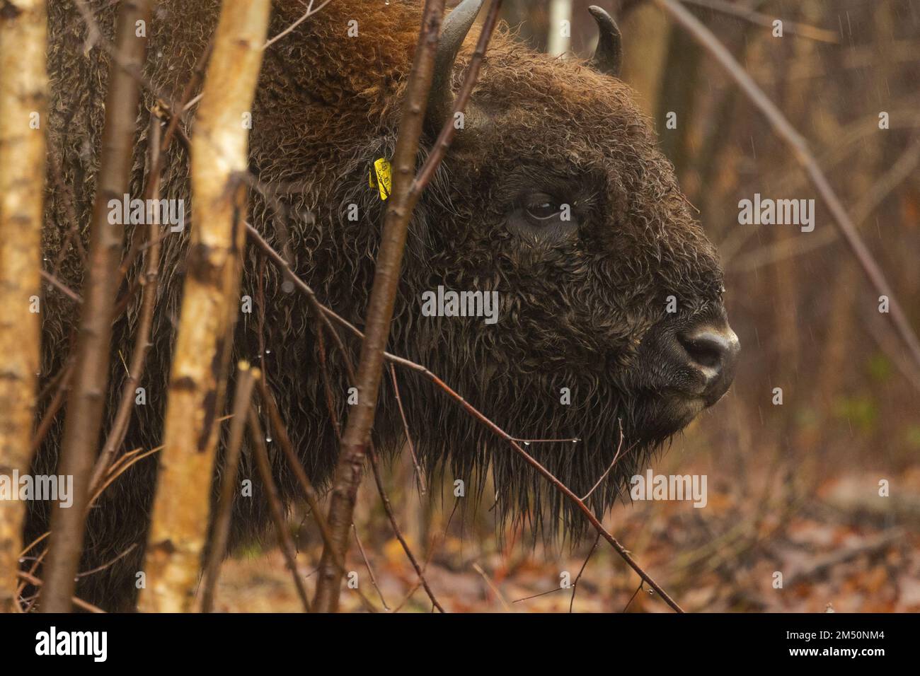 UK bison: new bull in from Germany, on morning of first day in his new ...