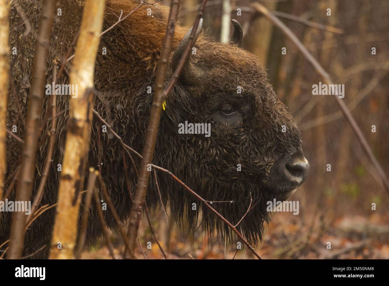Ecosystem resilience hi-res stock photography and images - Alamy