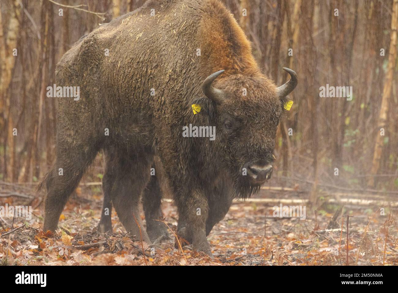 UK bison: new bull in from Germany, on morning of first day in his new ...