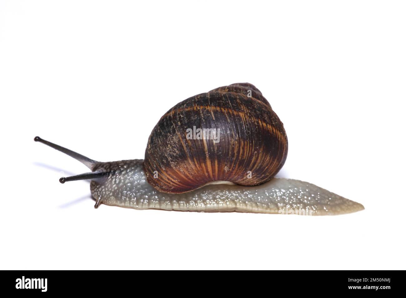 Country snails hi-res stock photography and images - Alamy