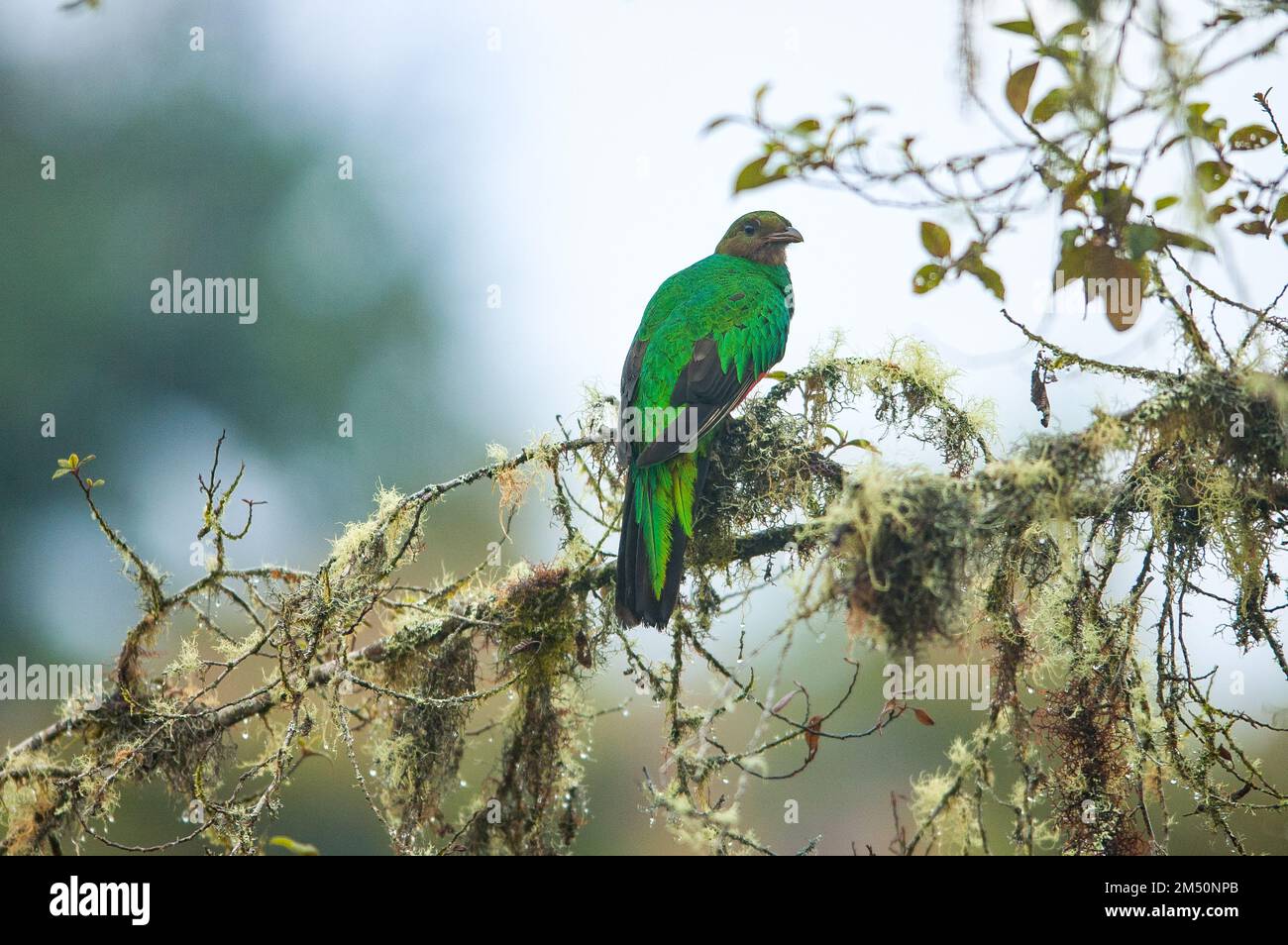 Golden-headed quetzal sitting on branch in cloud forest, Ecuador Stock ...