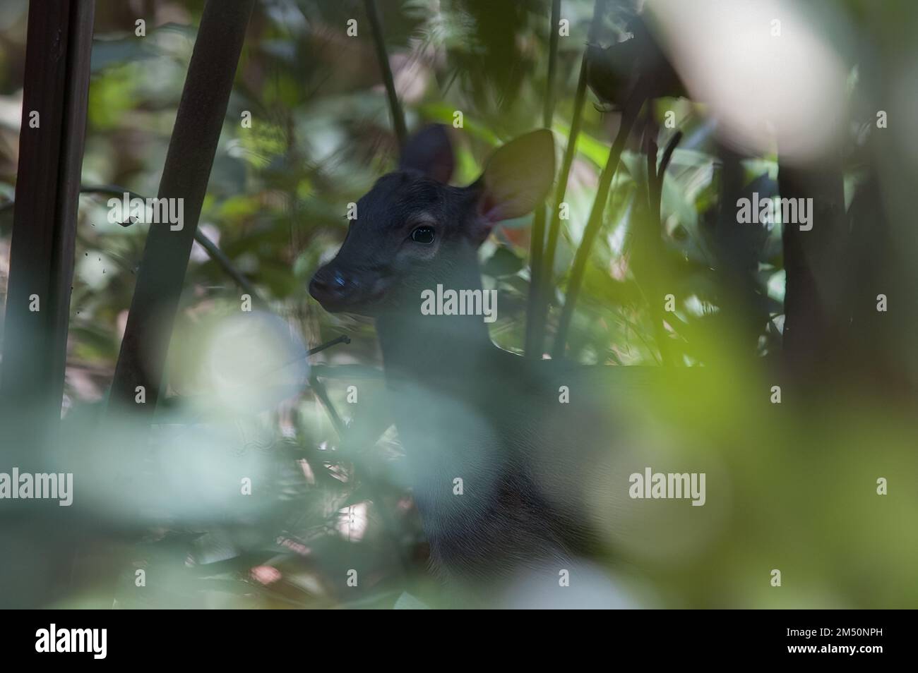 gray brocket deer (Mazama gouazoupira) in Brazilian rainforest Stock ...