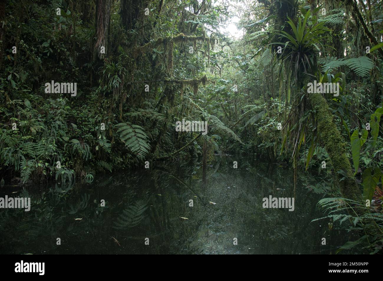 Montane rainforest pool, Ecuador Stock Photo - Alamy