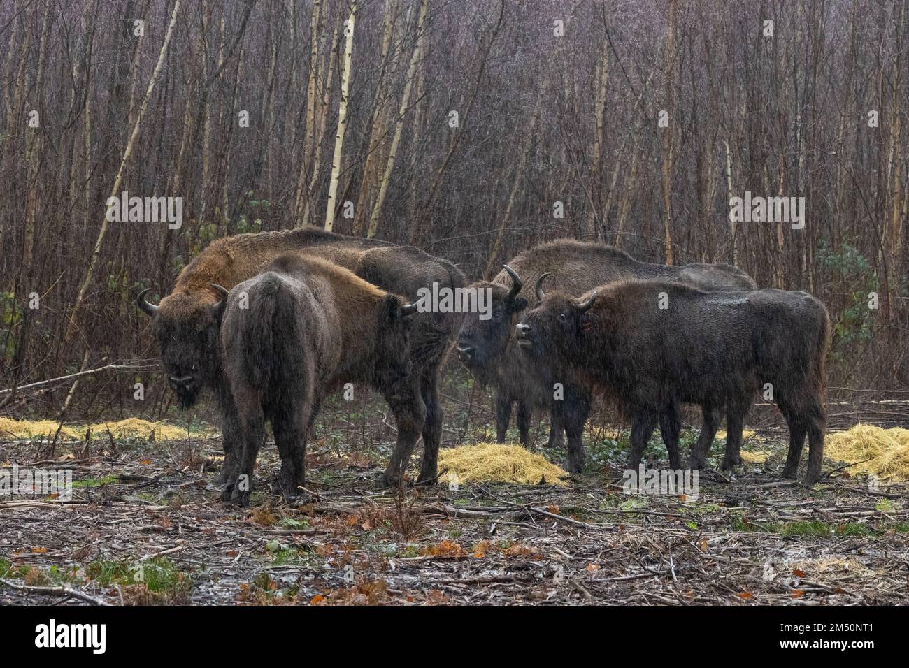 First UK wild bison herd: bull meeting females for first time, December ...