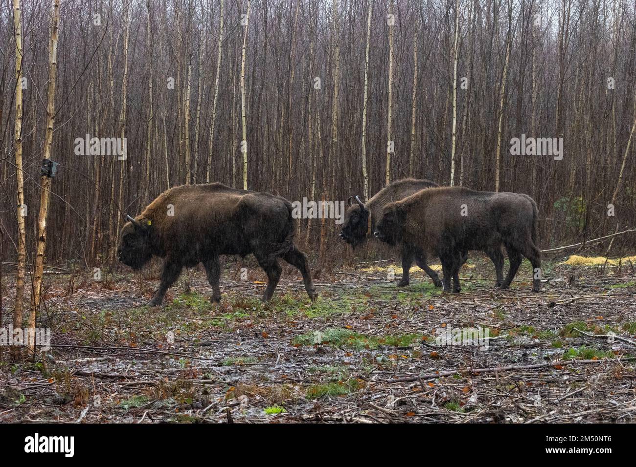 First UK wild bison herd: bull meeting females for first time, December ...