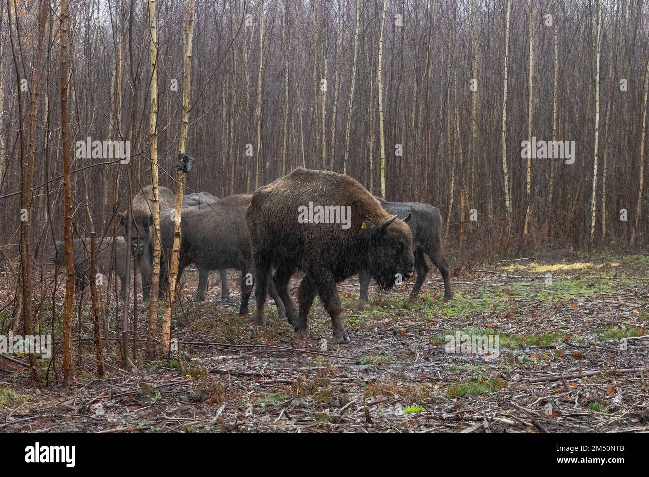 First UK wild bison herd: bull meeting females for first time, December ...