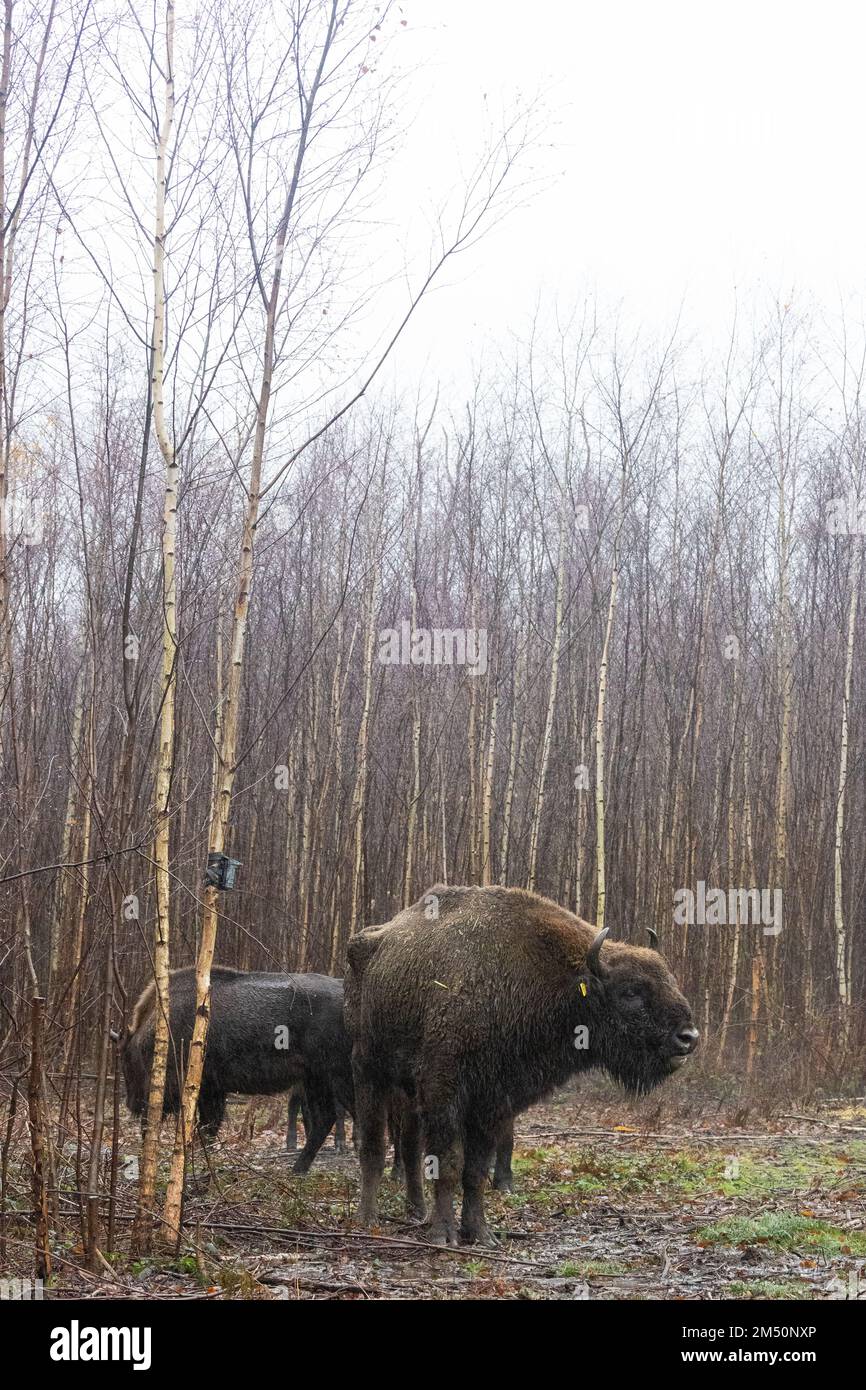 First UK wild bison herd: bull meeting females for first time, December ...
