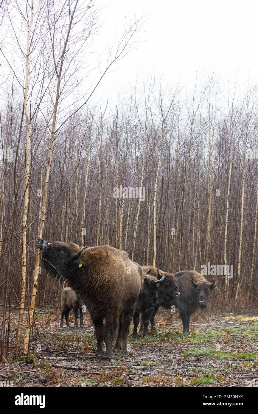 First UK wild bison herd: bull meeting females for first time, December ...