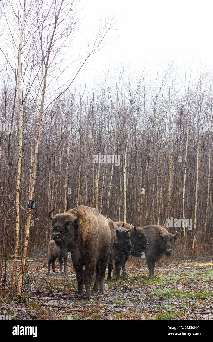 First UK wild bison herd: bull meeting females for first time, December ...
