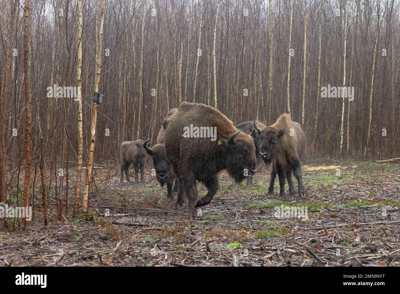 First UK wild bison herd: bull meeting females for first time, December ...