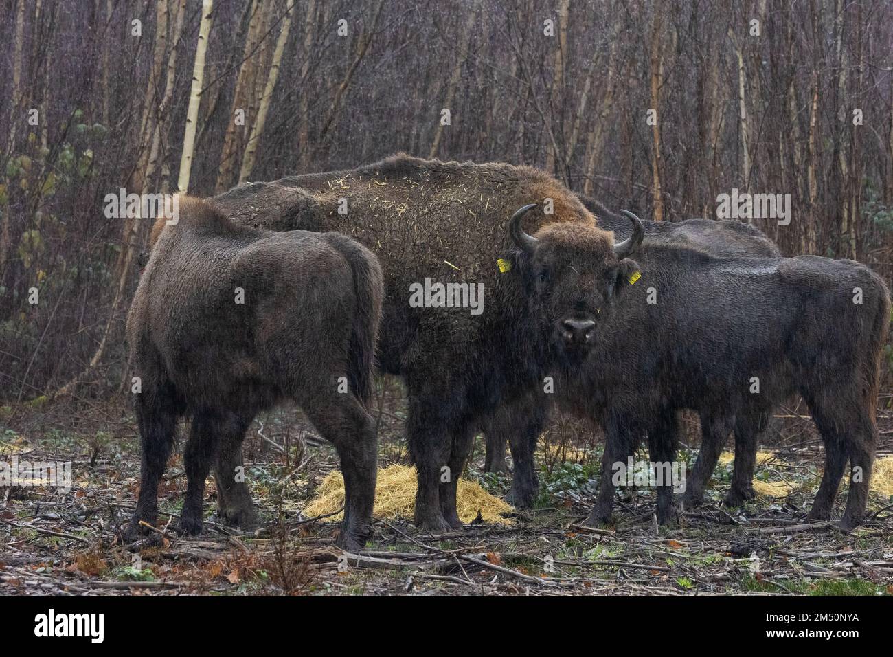 First UK wild bison herd: bull meeting females for first time, December ...