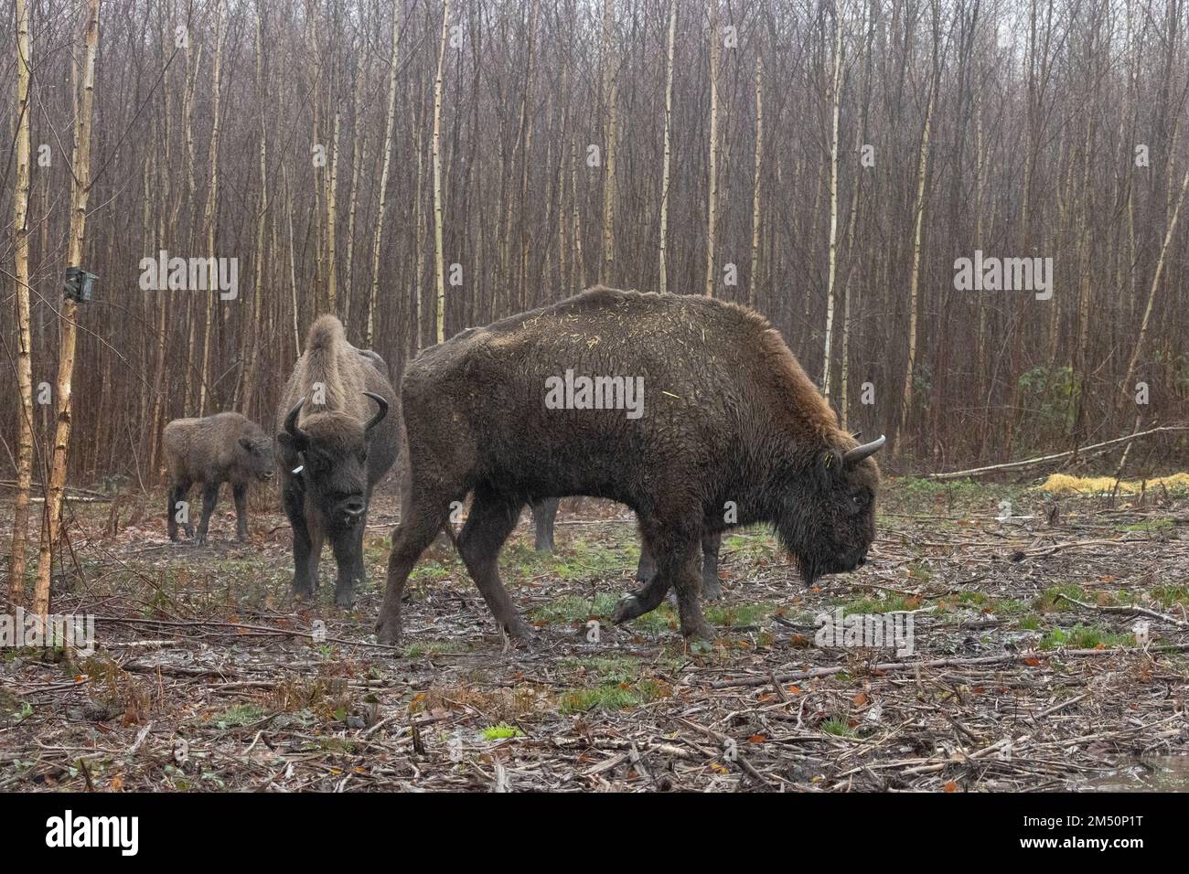 First UK wild bison herd: bull meeting females for first time, December ...