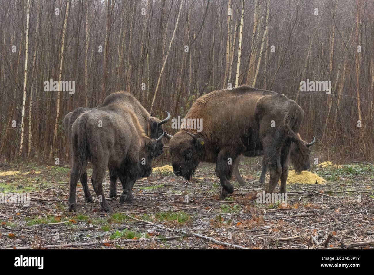 First UK wild bison herd: bull meeting females for first time, December ...