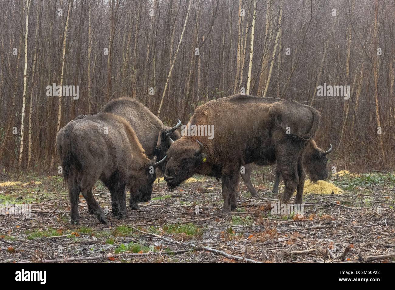 First UK wild bison herd: bull meeting females for first time, December ...