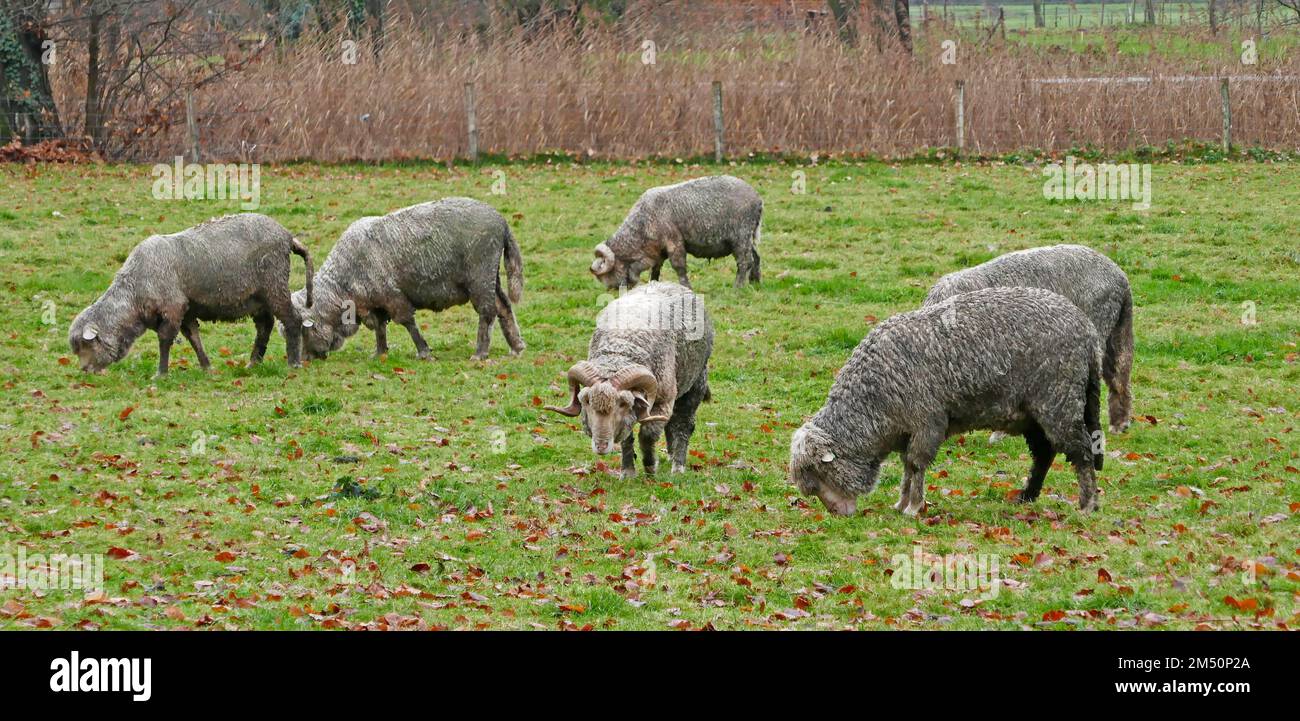 Sheep muddy field hi-res stock photography and images - Alamy