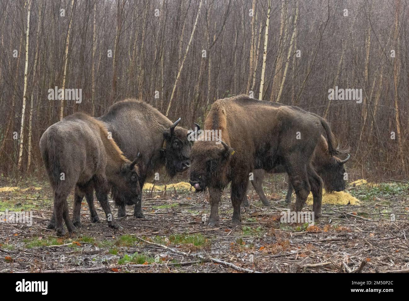 First UK wild bison herd: bull meeting females for first time, December ...