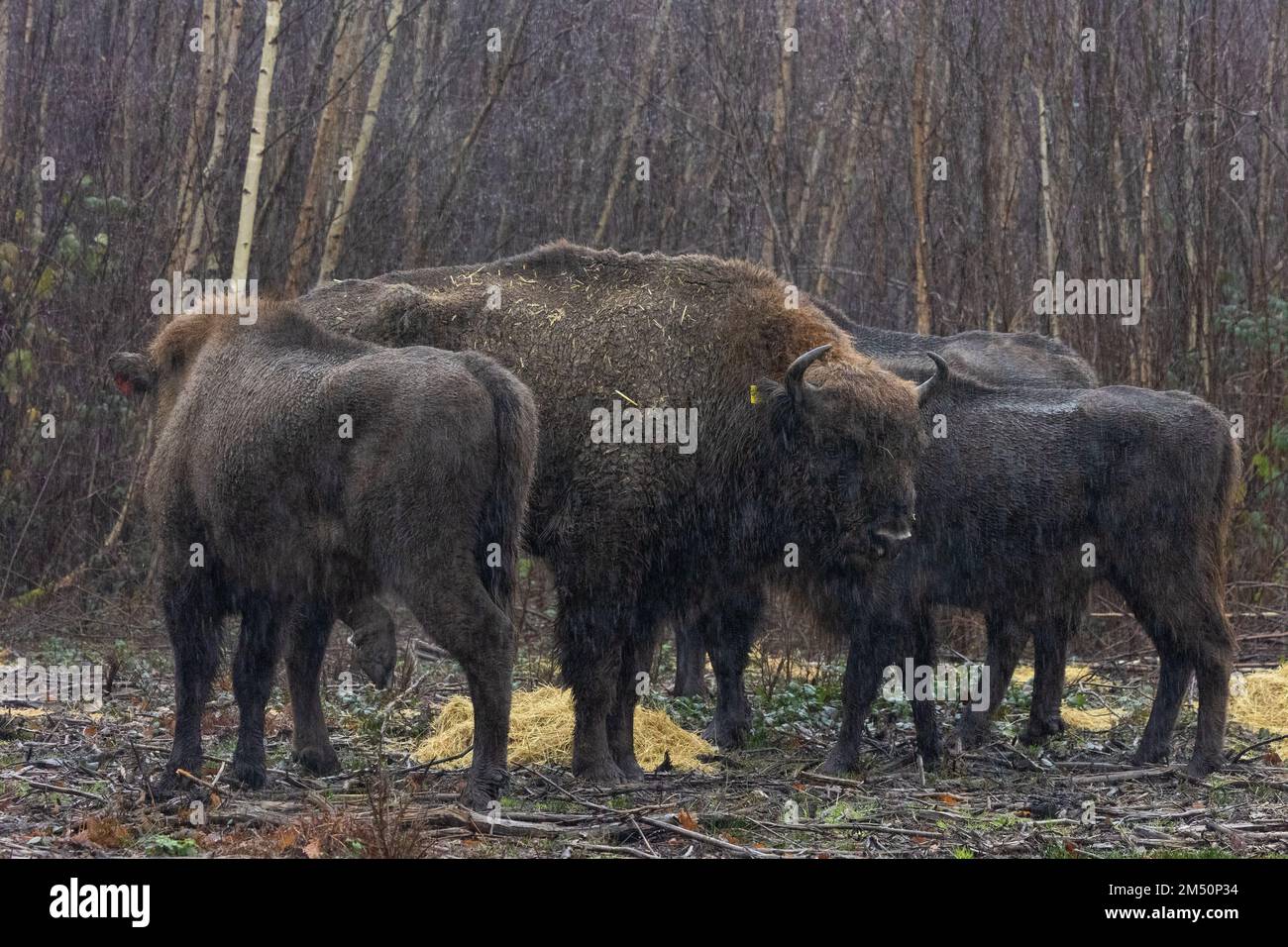 First Uk Wild Bison Herd Bull Meeting Females For First Time December 2022 Conservation
