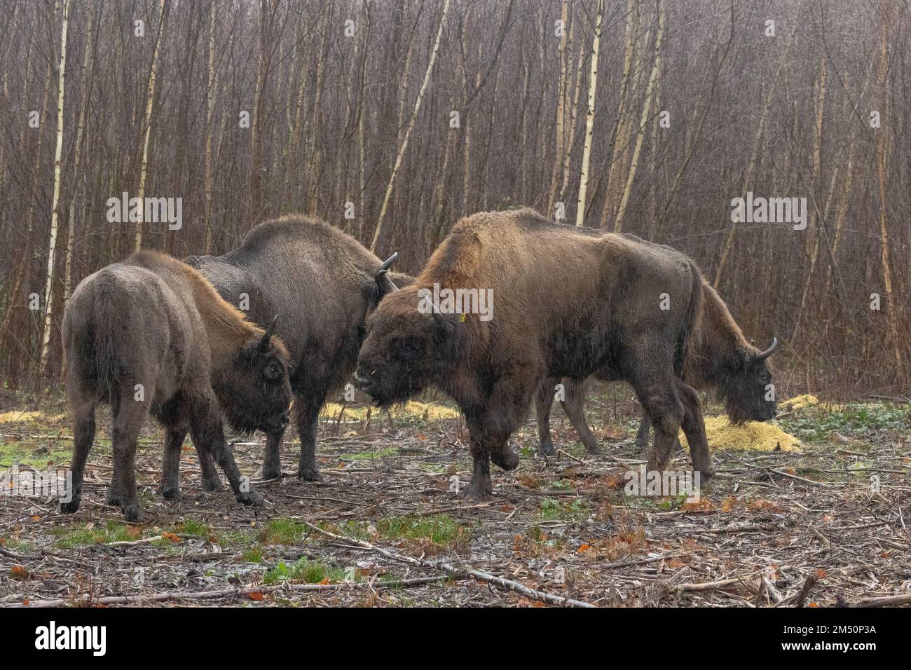 First UK wild bison herd: bull meeting females for first time, December ...