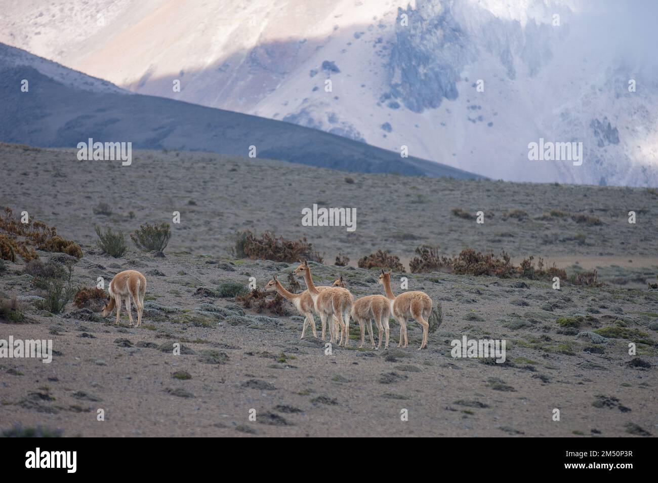 Vicuna: a species re-introduced to Chimborazo in Ecuador having been ...